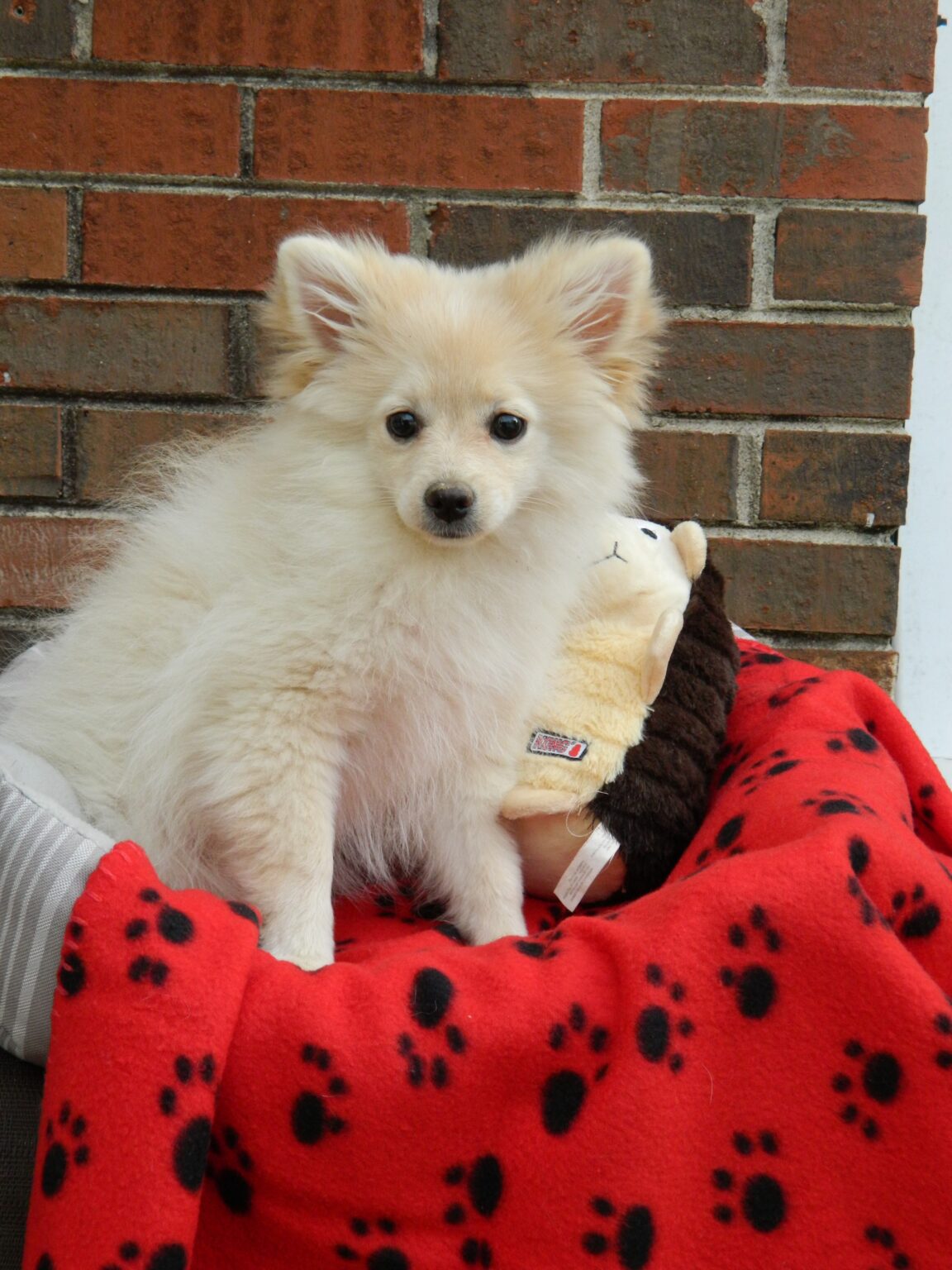 Gallery – McMillan Farms & Kennels